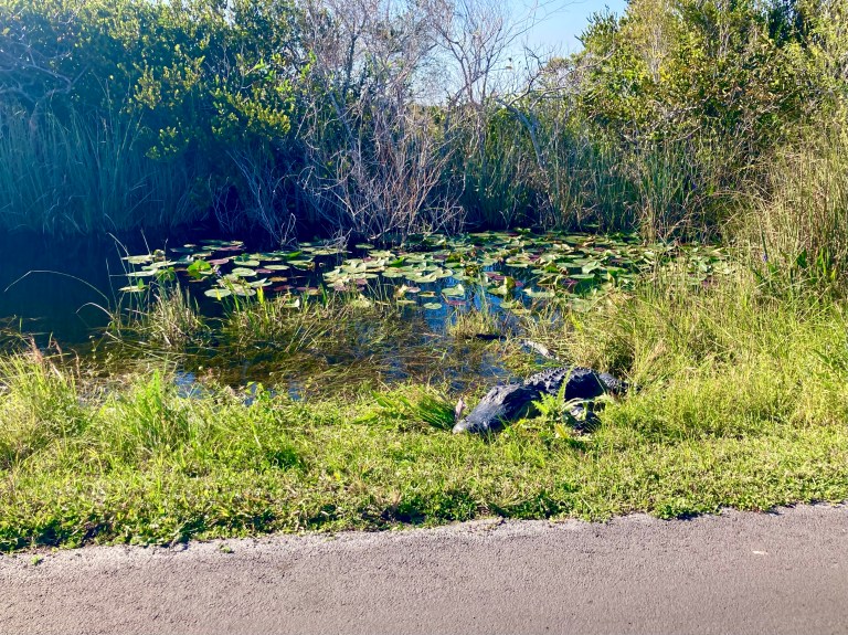 Shark Valley, Everglades National Park, Florida – Away we wander and ...