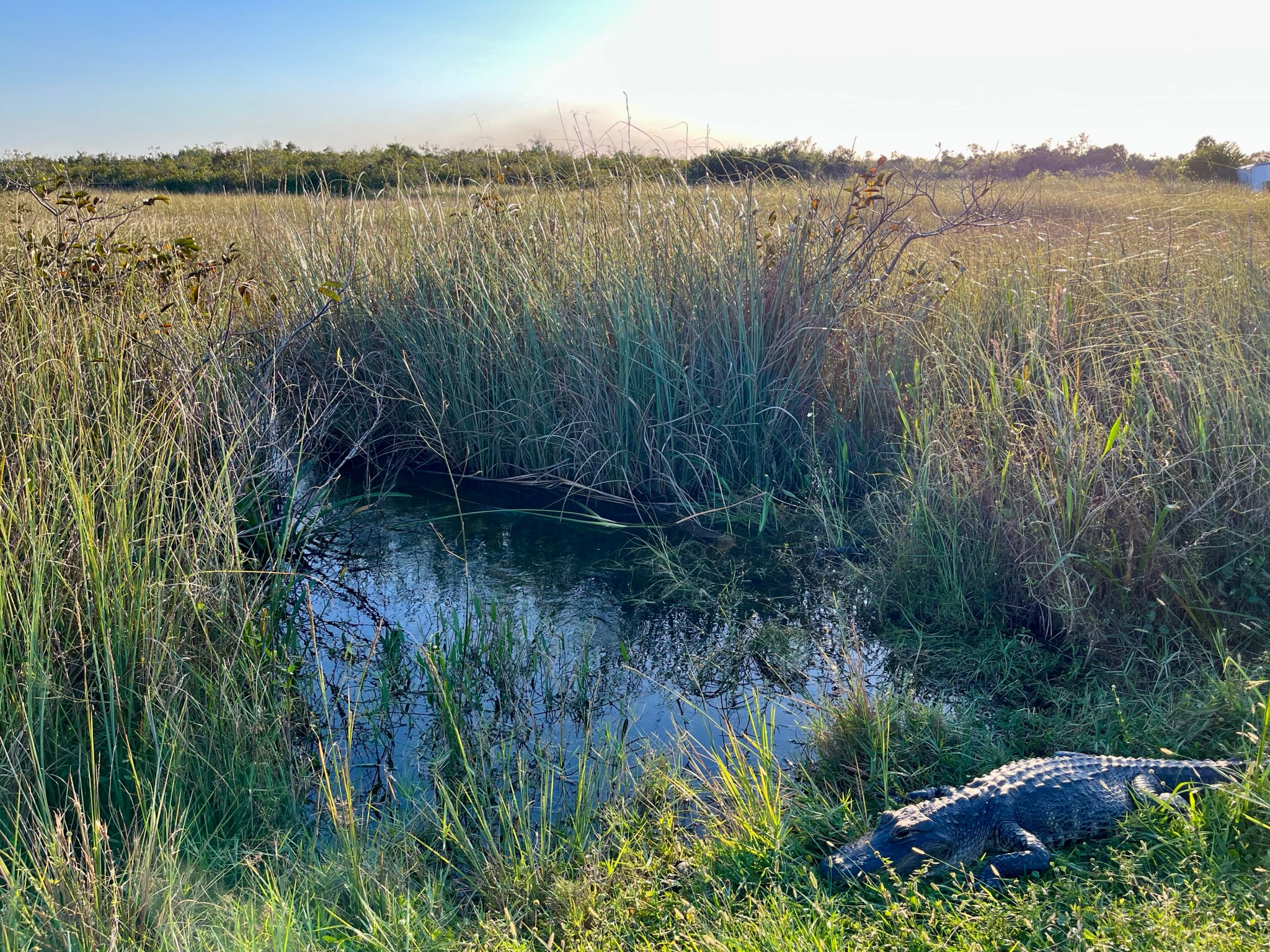 Shark Valley, Everglades National Park, Florida – Away we wander and ...