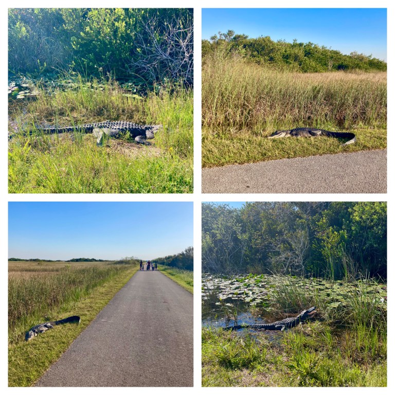 Shark Valley, Everglades National Park, Florida – Away we wander and ...