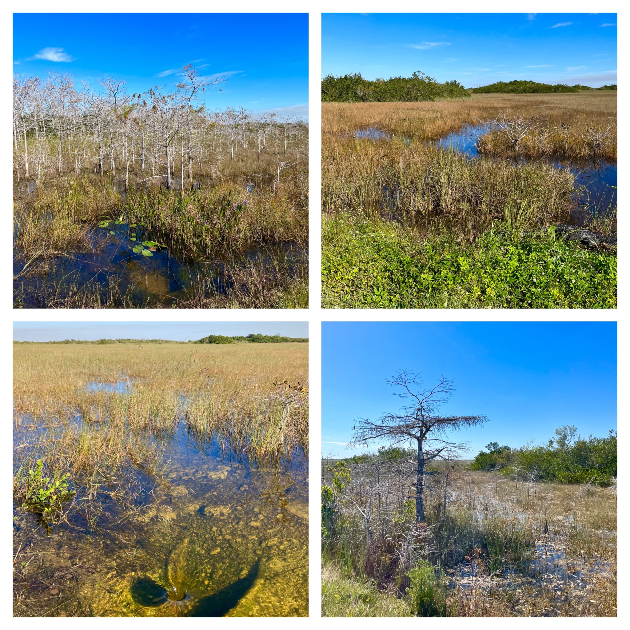 Shark Valley, Everglades National Park, Florida – Away we wander and ...