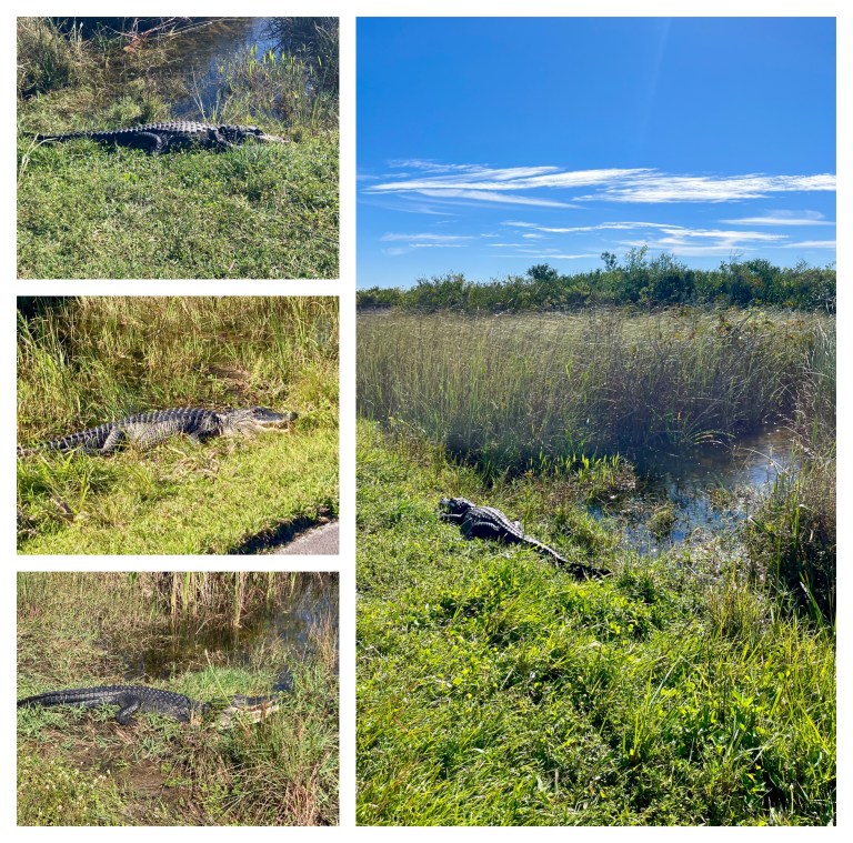 Shark Valley, Everglades National Park, Florida – Away we wander and ...